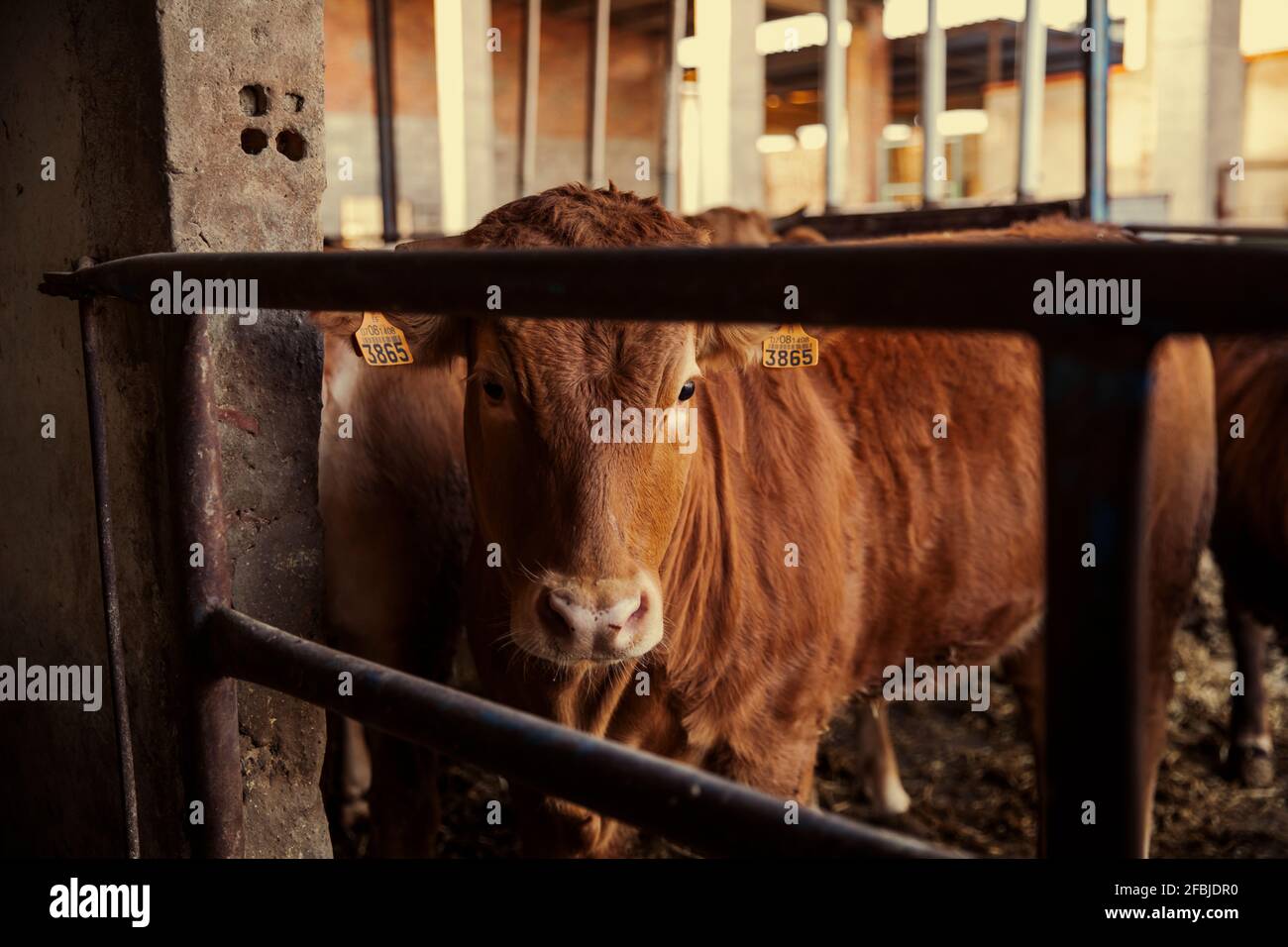 Cute calf standing in corral on farm Stock Photo - Alamy