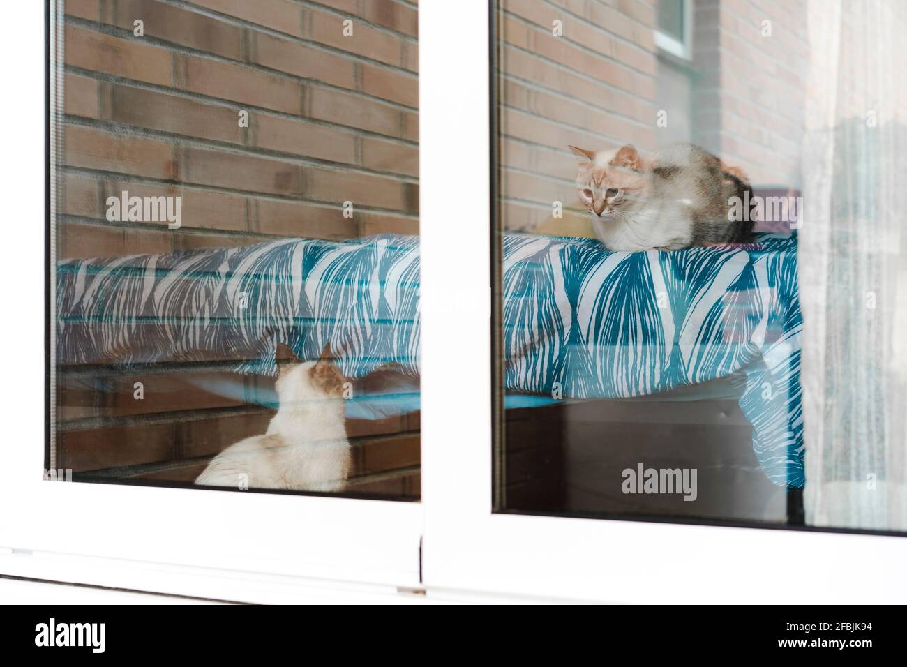 View through window at two domestic cats looking at each other Stock ...