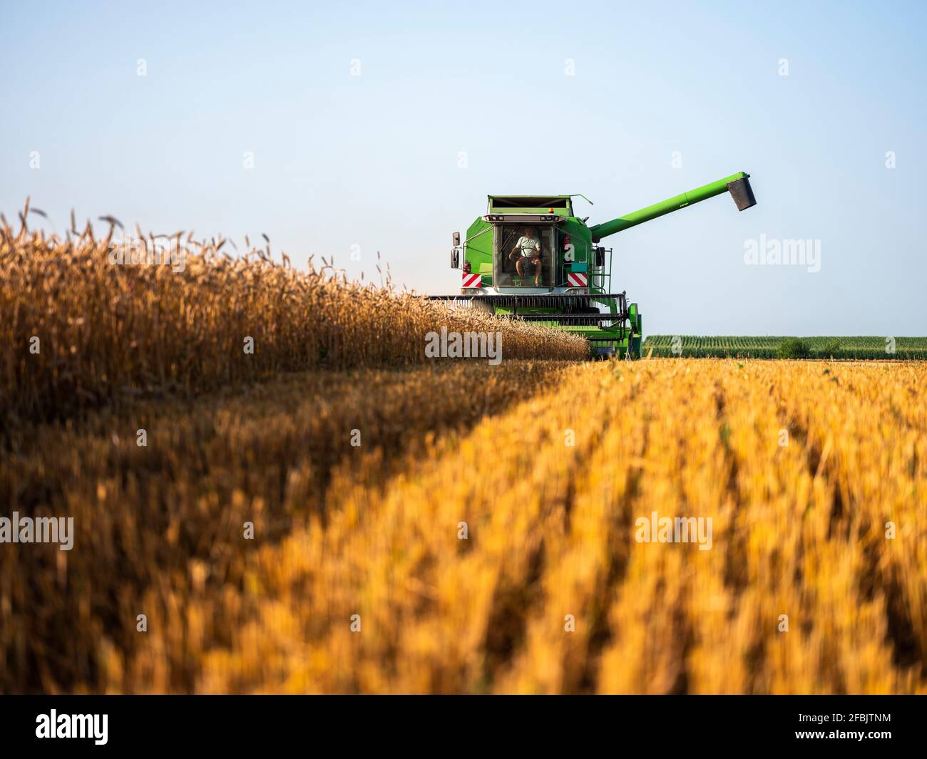 Combine harvesting field of wheat Stock Photo - Alamy