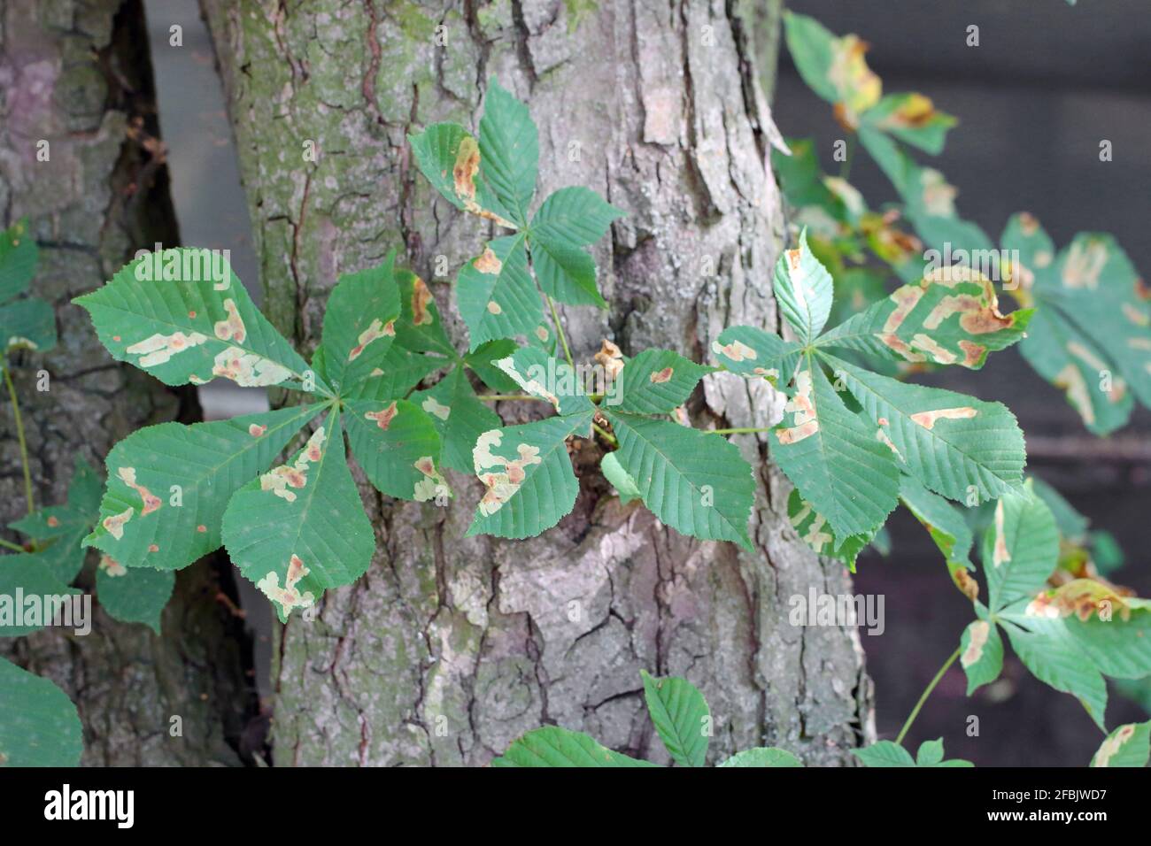 The horse-chestnut leaf miner (Cameraria ohridella) is a leaf-mining ...