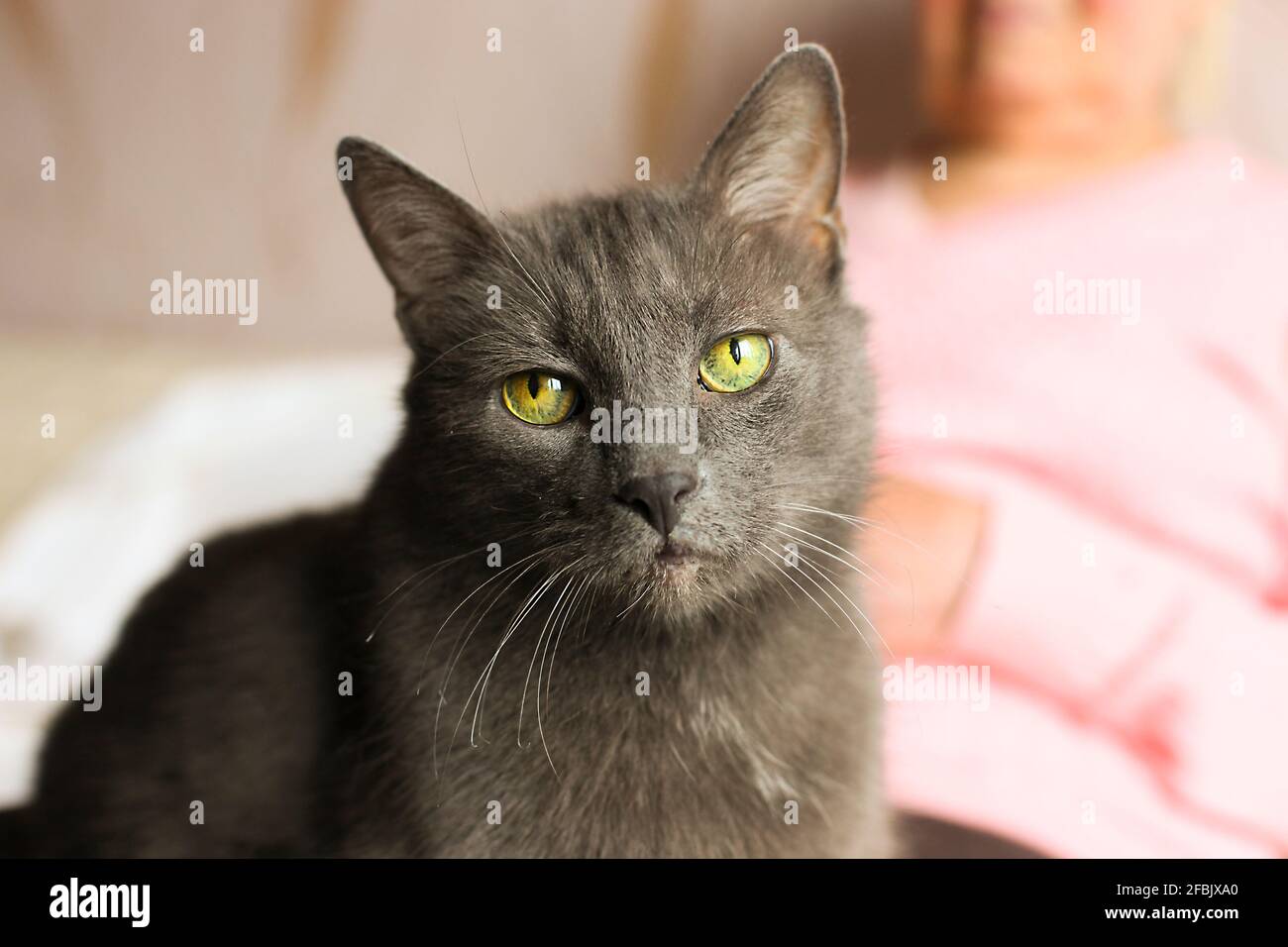 Big old cat sitting on elderly woman's lap. Senior lady resting with ...