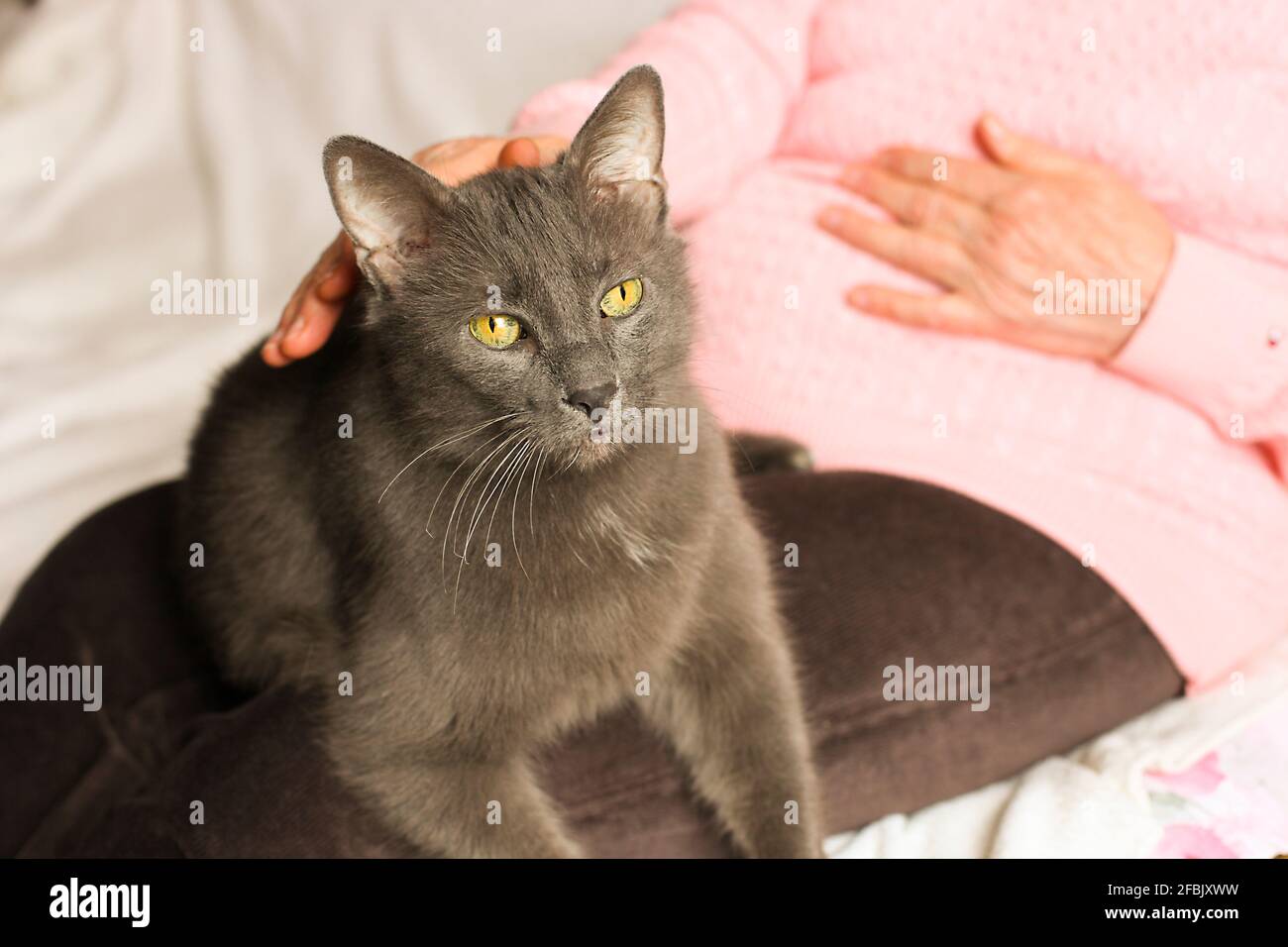 Big old cat sitting on elderly woman's lap. Senior lady pets her blue ...