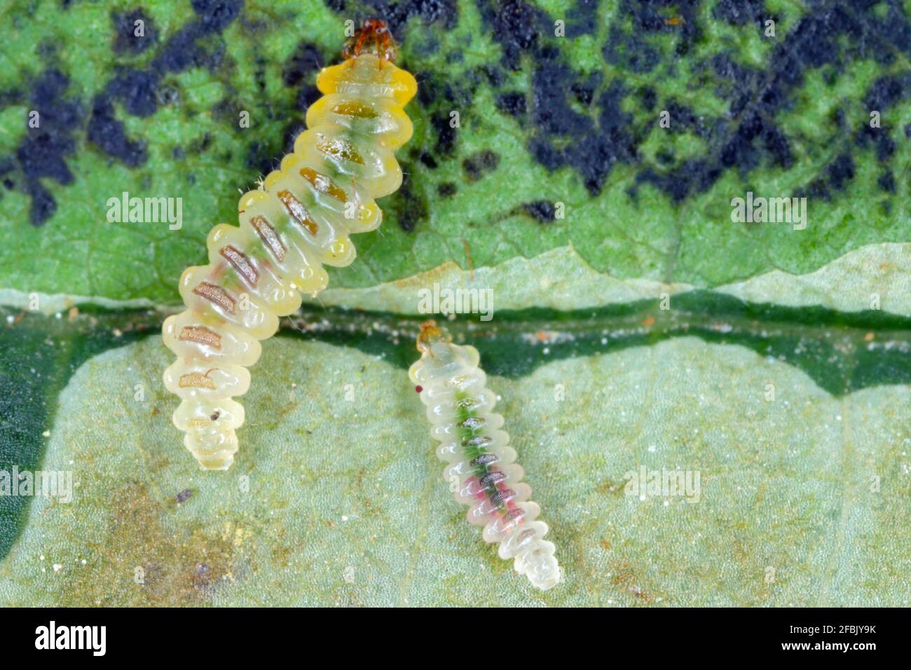 The horse-chestnut leaf miner (Cameraria ohridella) is a leaf-mining ...