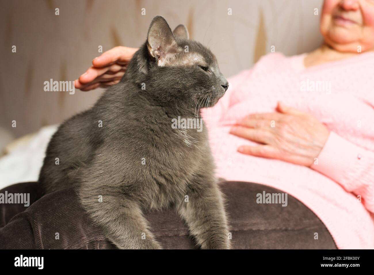 Old Lady Cat High Resolution Stock Photography and Images - Alamy