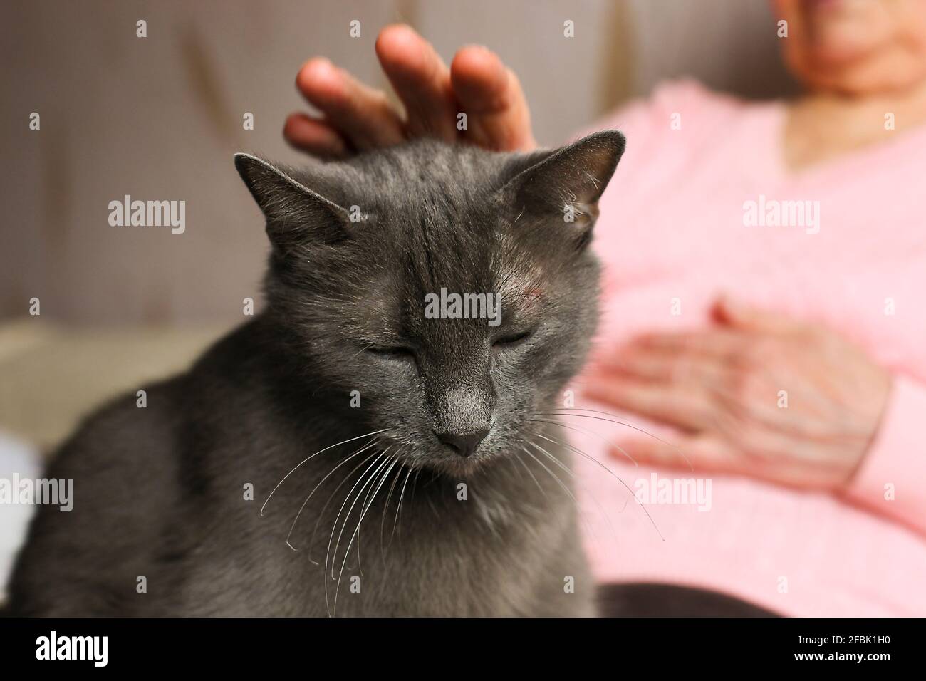 Big old cat sitting on elderly woman's lap. Senior lady pets her blue ...