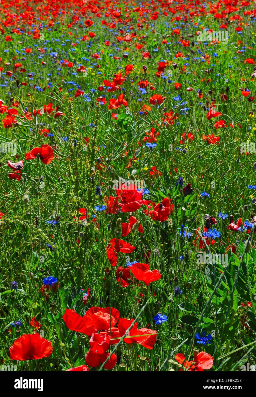 French poppy field hi-res stock photography and images - Alamy