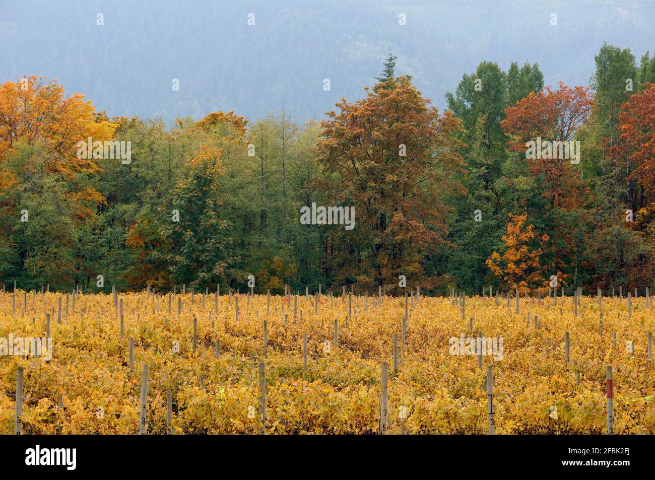Cowichan valley winery hi-res stock photography and images - Alamy