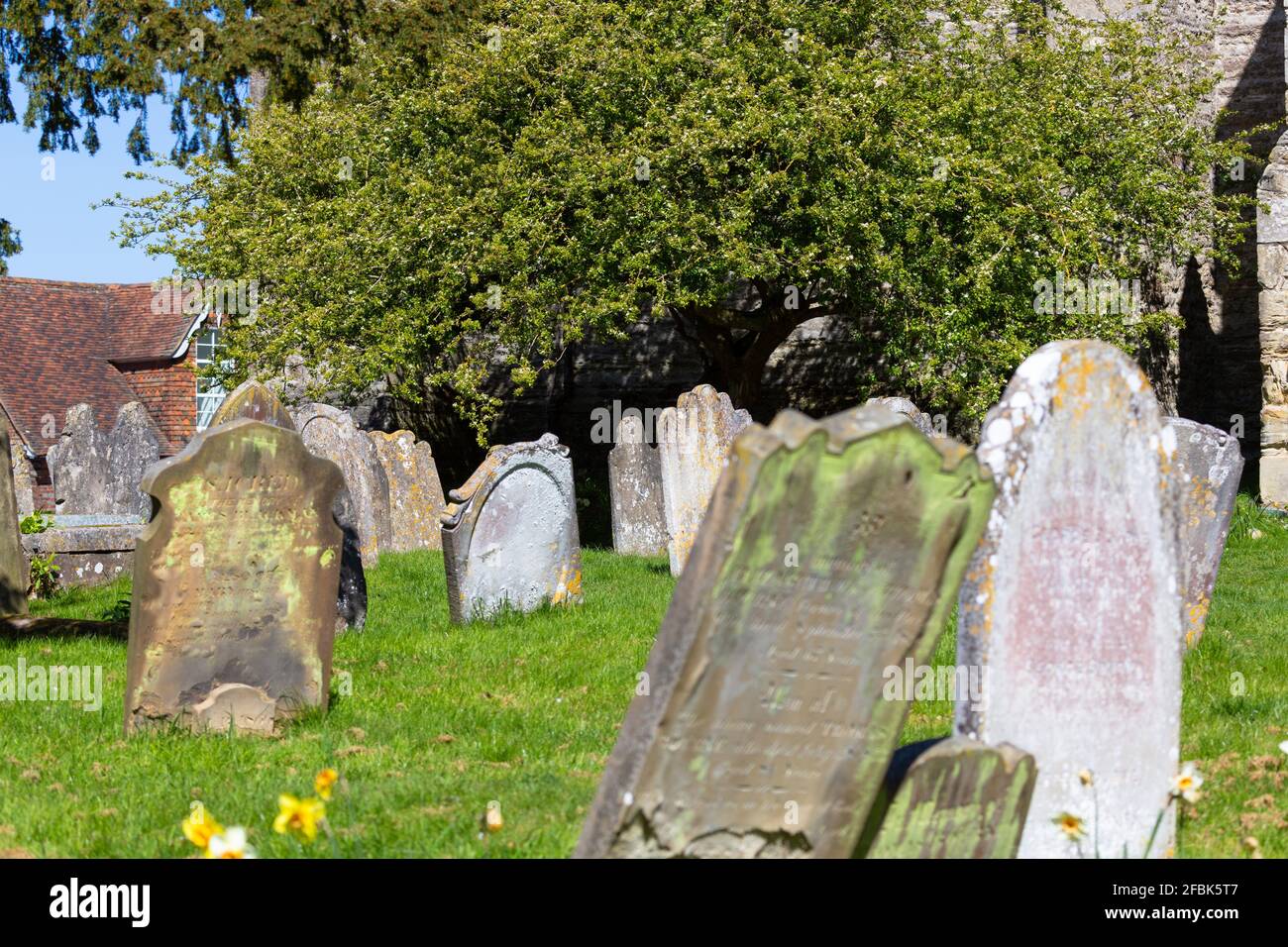 Church graveyard, tenterden, kent, uk Stock Photo - Alamy