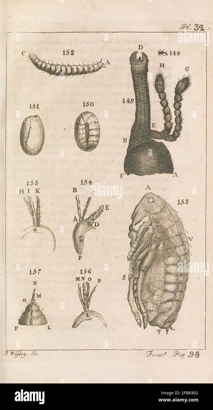 Spinal cord cross section micrograph hi-res stock photography and ...