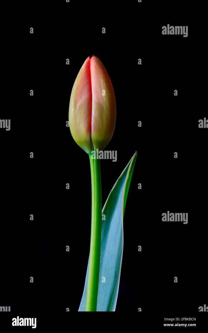 Studio shot of single budding tulip Stock Photo - Alamy