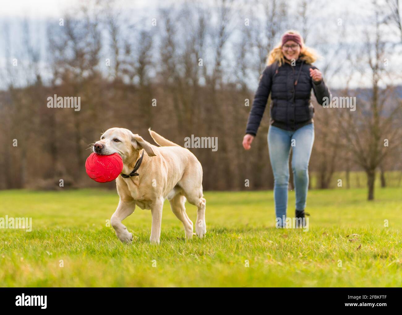 Smiling labrador hi-res stock photography and images - Alamy