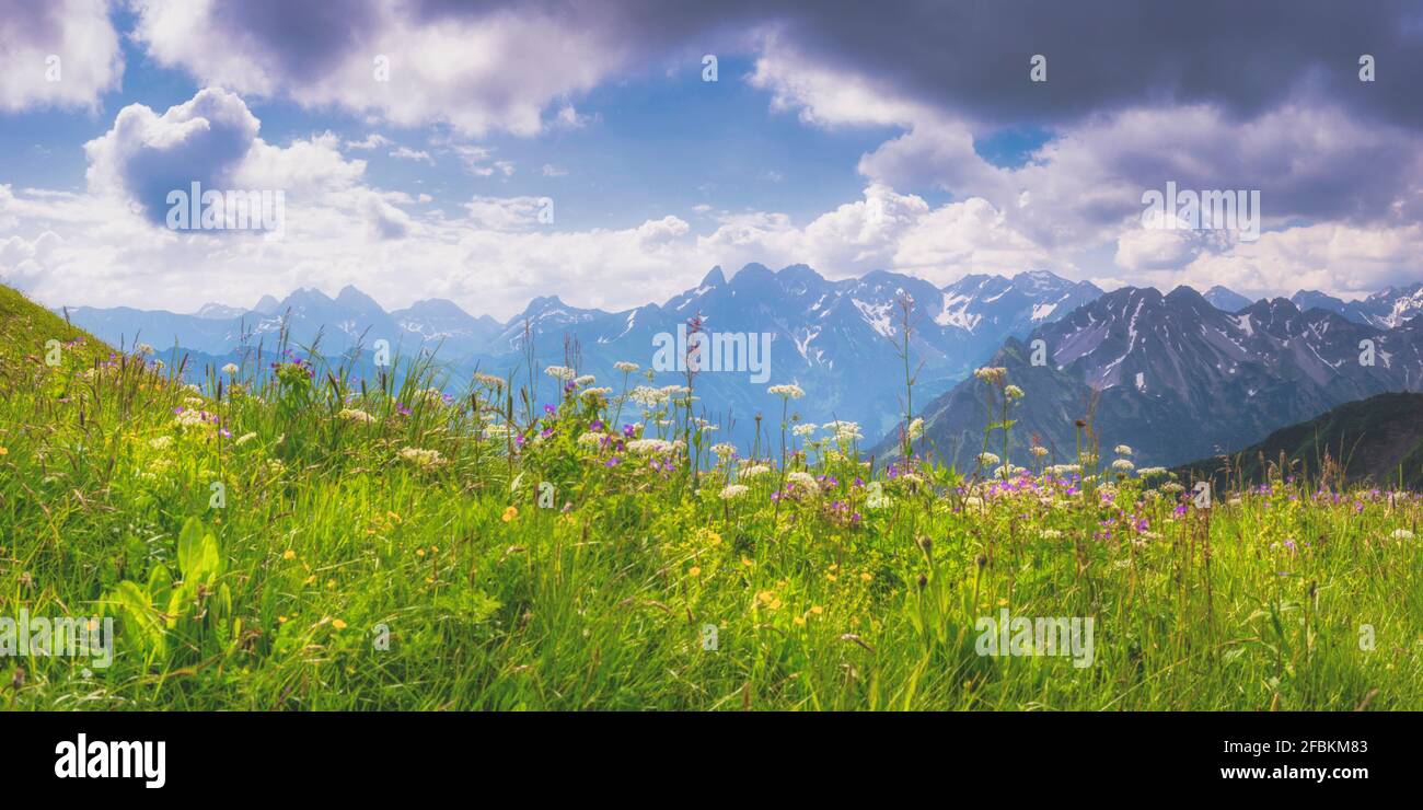 Alpine meadow spring hi-res stock photography and images - Alamy