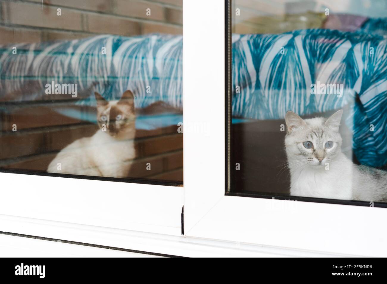 Two domestic cats looking through window Stock Photo - Alamy