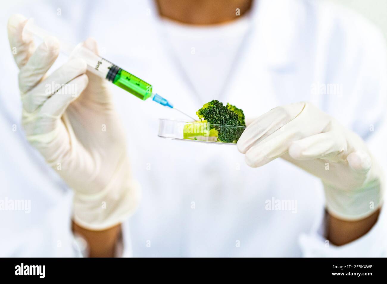Researcher injecting liquid in broccoli while working at laboratory ...