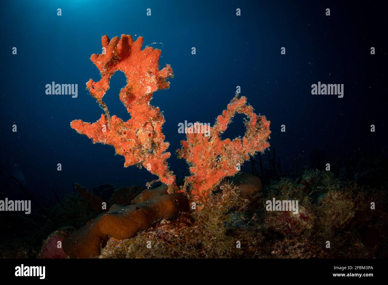 Branching corals on the reef off the island of St Martin, Dutch ...