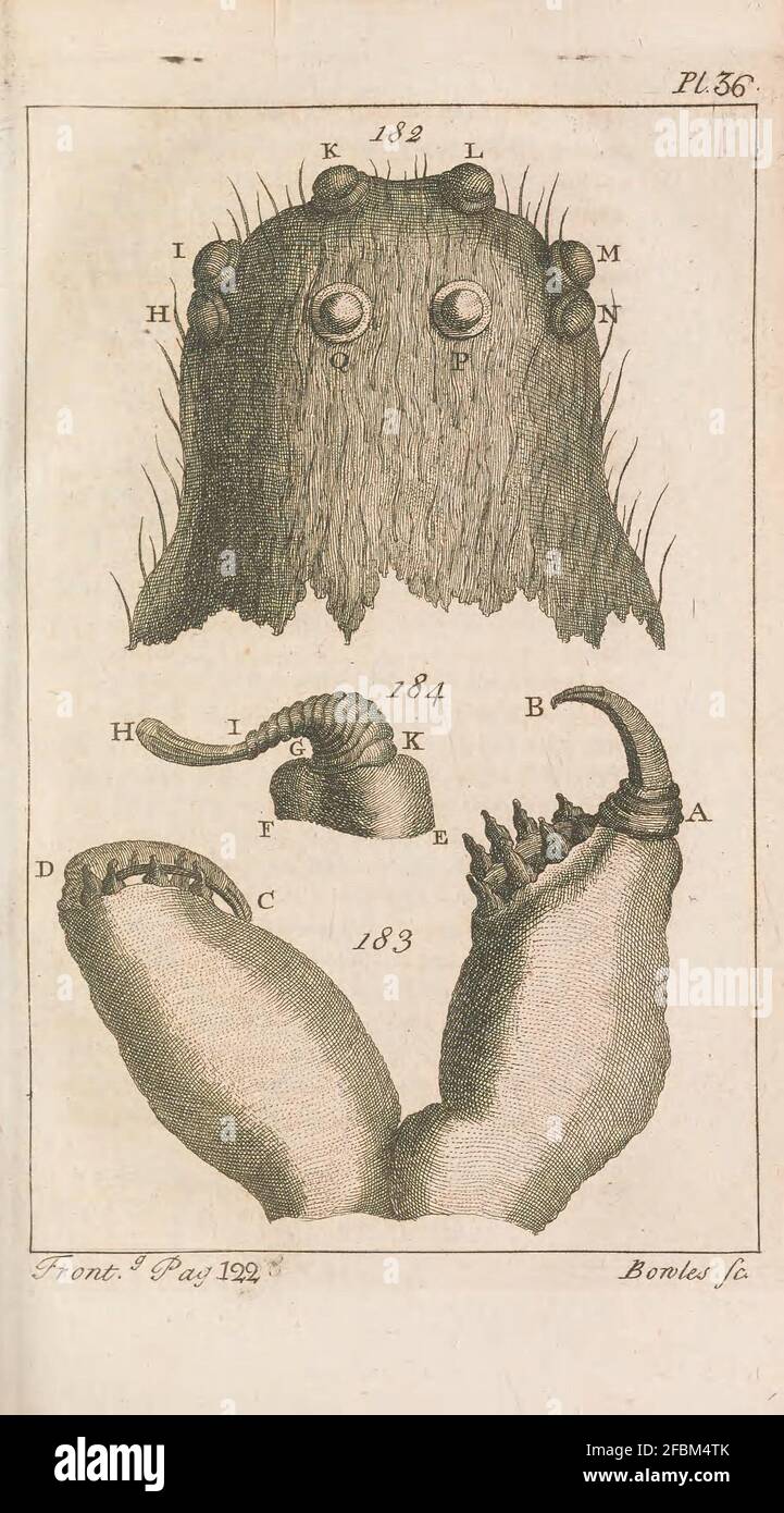 Chloroplasts plant cells microscope hi-res stock photography and images ...