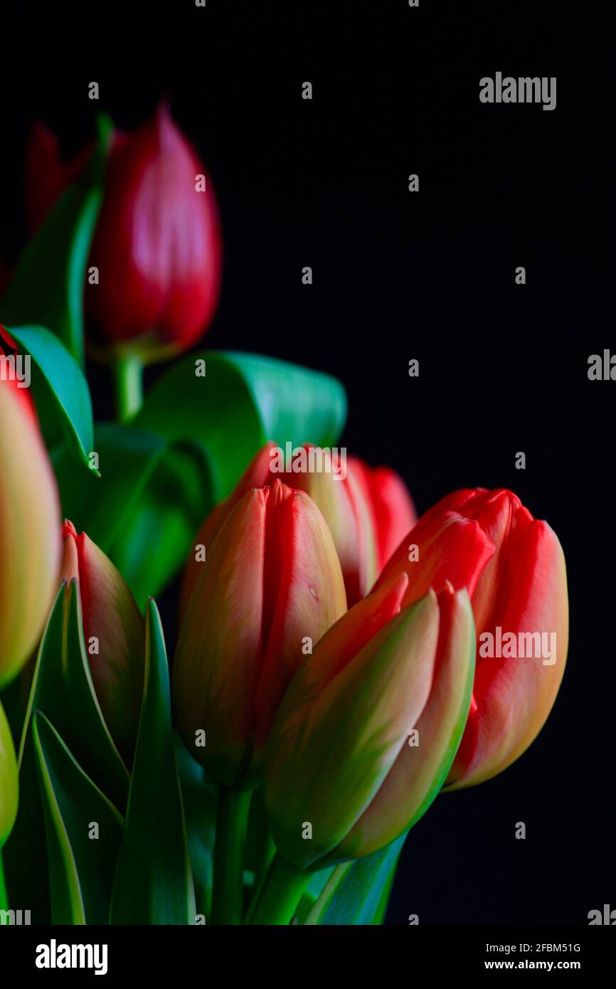 Budding tulip hi-res stock photography and images - Alamy
