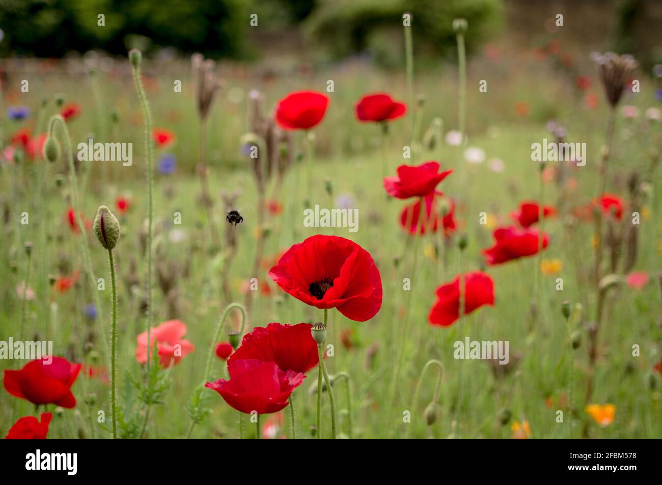 Poppies flower bed hi-res stock photography and images - Alamy