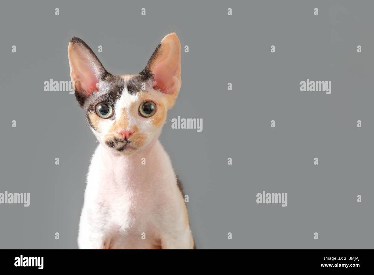 Portrait of Devon Rex cat on gray background Stock Photo - Alamy