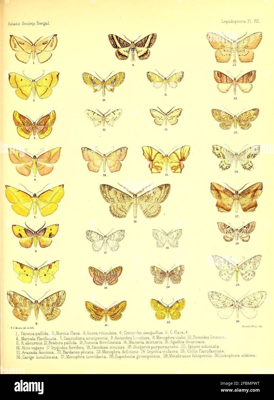 Lepidopterous insects hi-res stock photography and images - Alamy