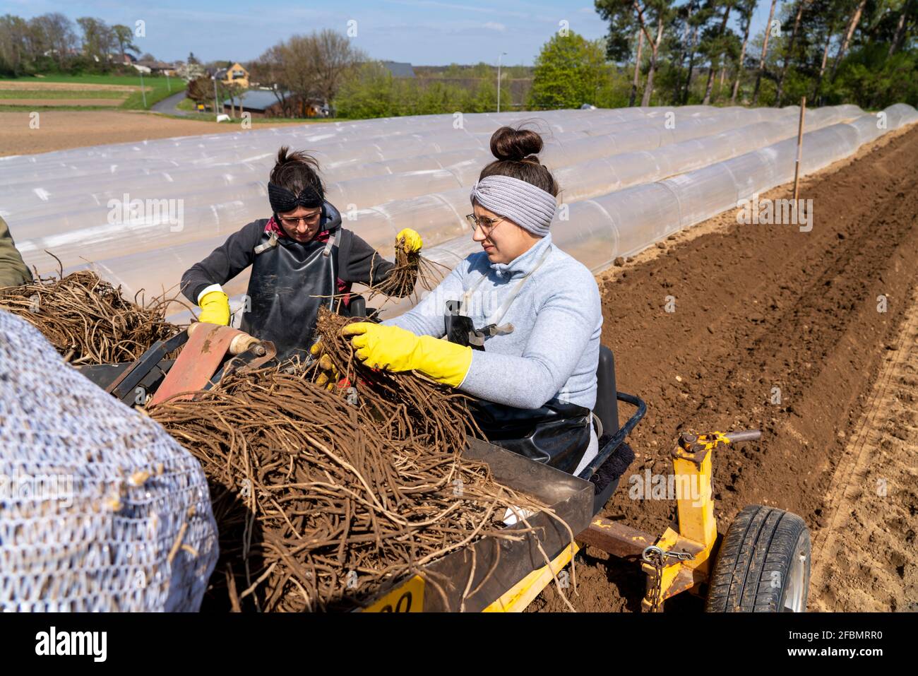 Asparagus farm, asparagus plant, is planted in a field, with a planting ...