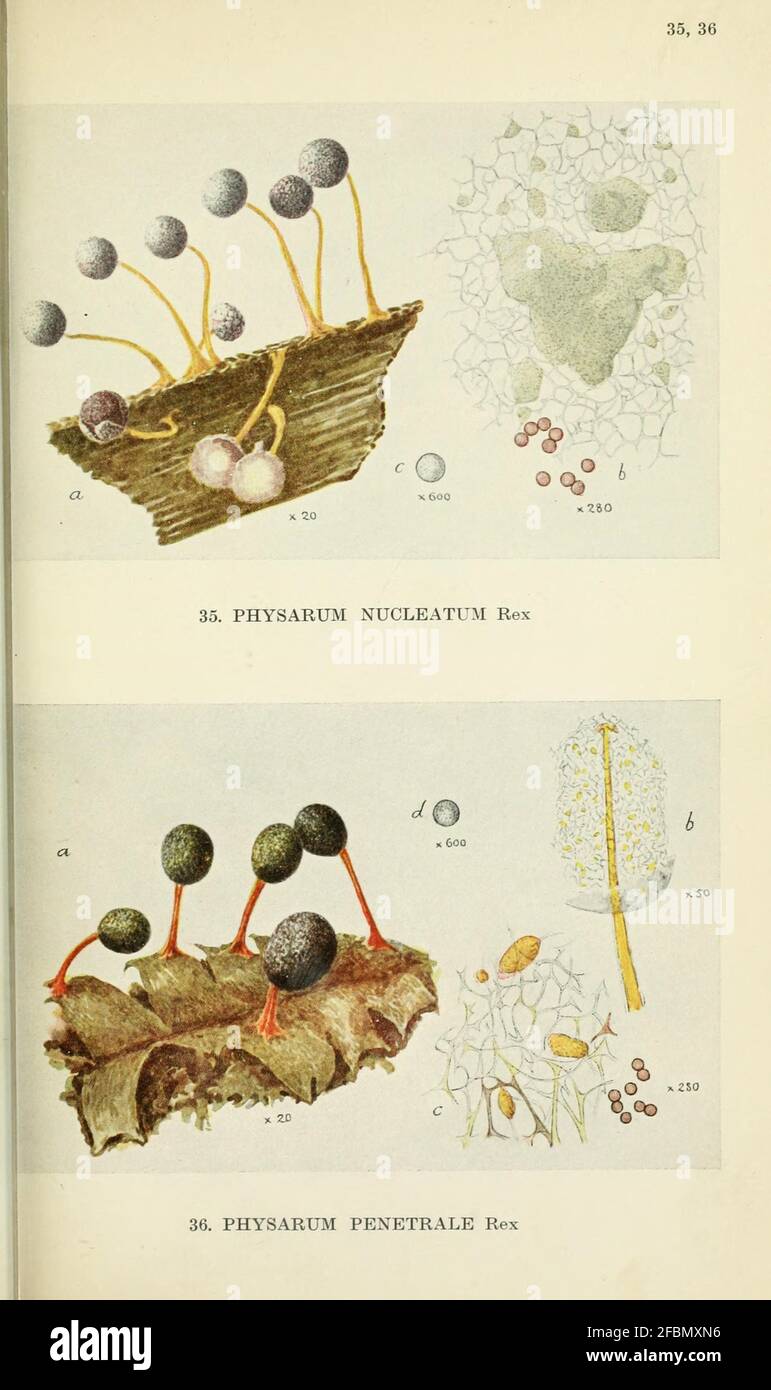 Museum cell biology hi-res stock photography and images - Alamy