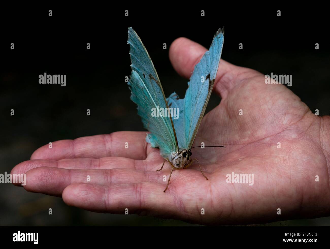 Blue morpho butterfly on human hand hi-res stock photography and images ...