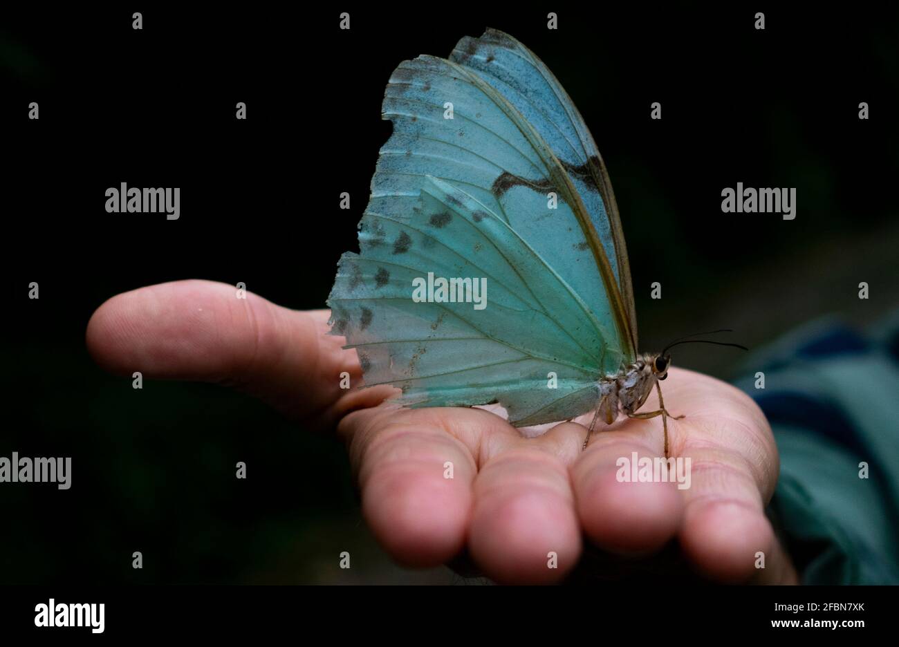 Close up on human hand holding an exotic brazilian blue butterfly ...