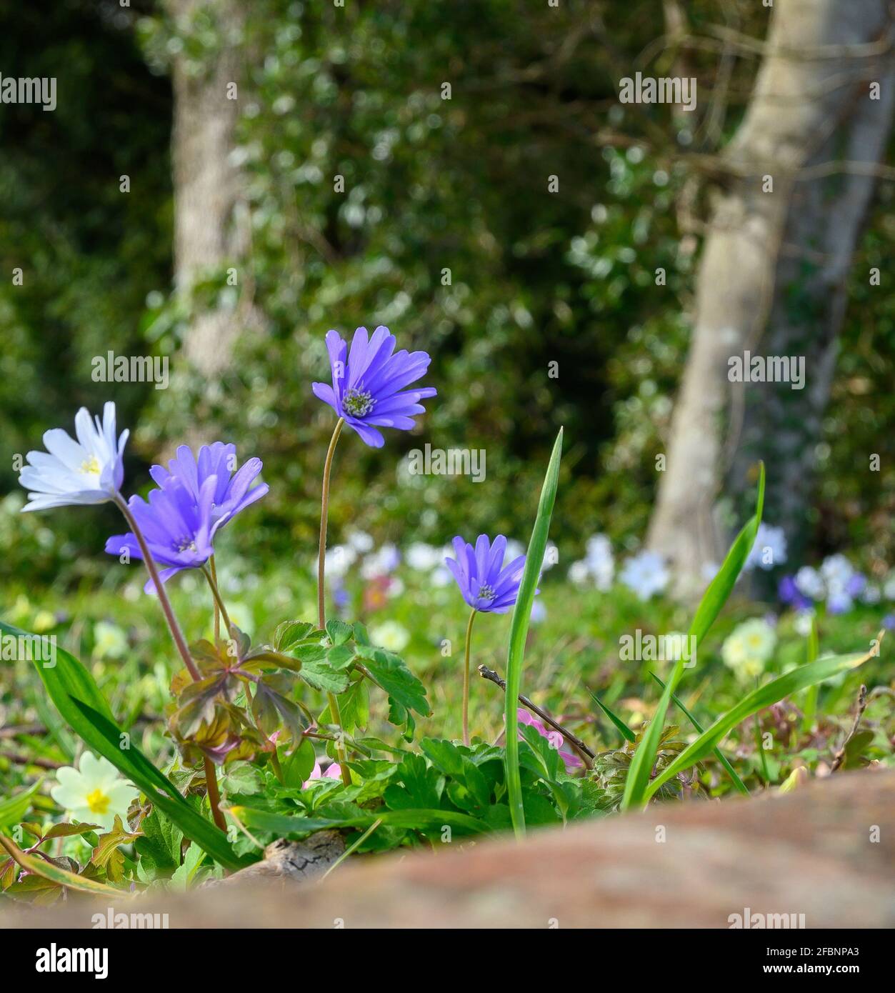 A sign of spring - Balkan anemone flowers Stock Photo - Alamy