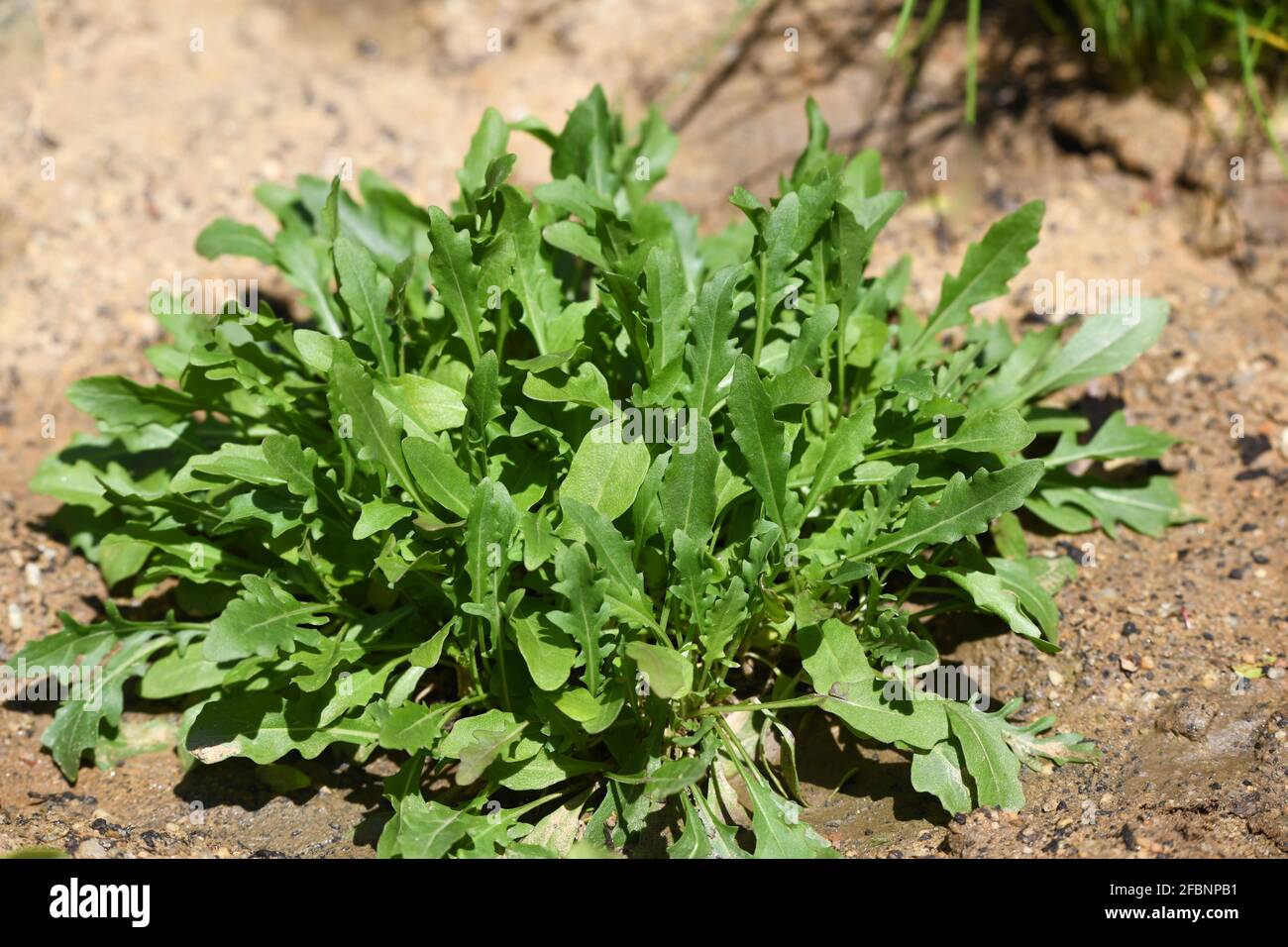 Eruca vesicatoria ssp sativa hi-res stock photography and images - Alamy