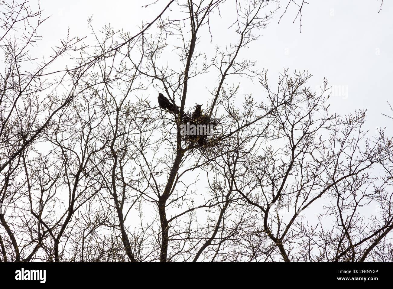 Rooks tree hi-res stock photography and images - Alamy