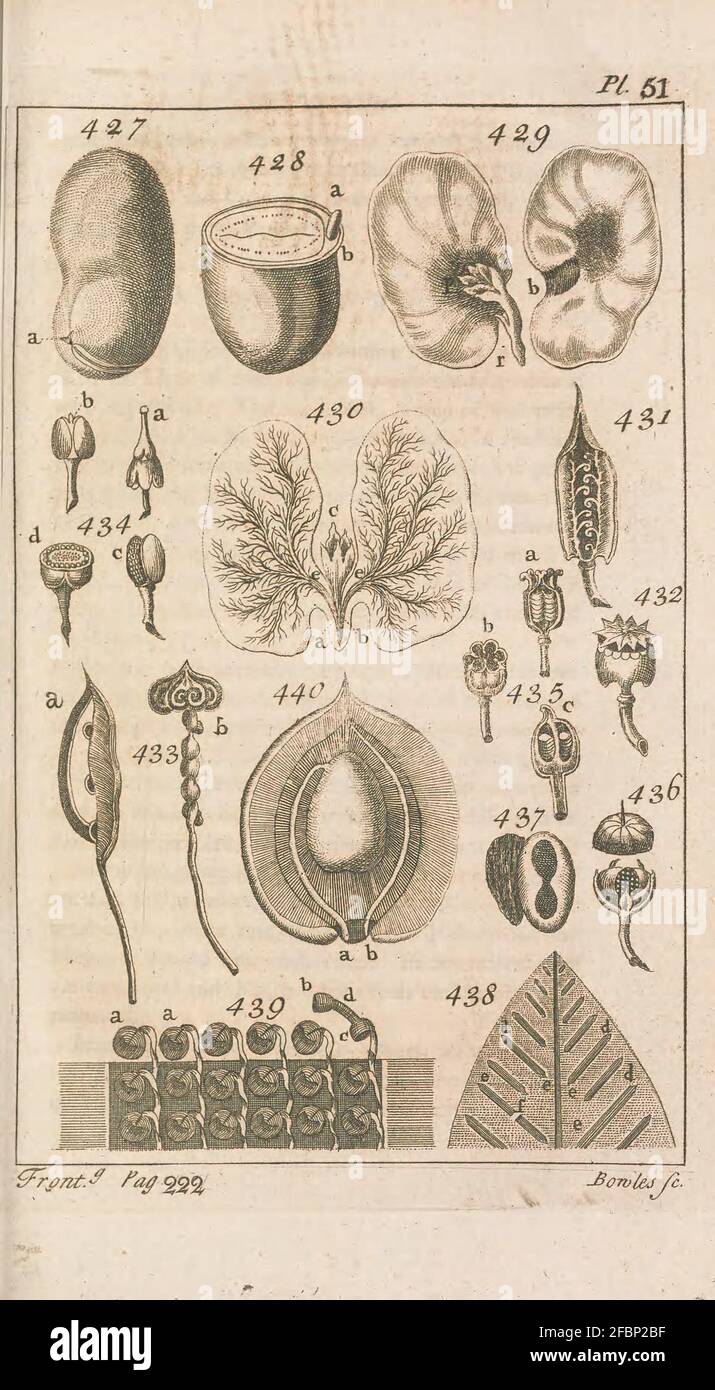 Micrographia High Resolution Stock Photography and Images - Alamy