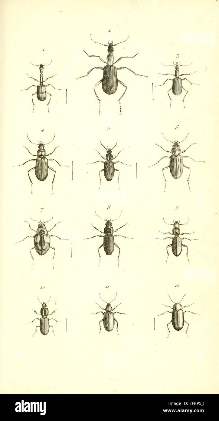 Scientific drawing insect hi-res stock photography and images - Alamy