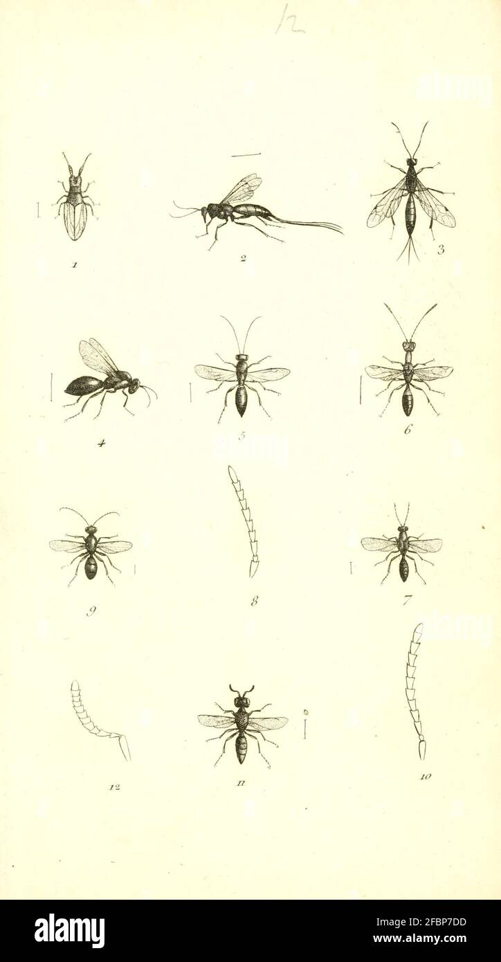 Scientific drawing insect hi-res stock photography and images - Alamy