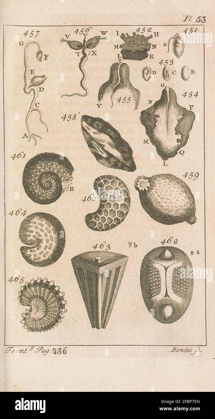 Spinal cord cross section micrograph hi-res stock photography and ...