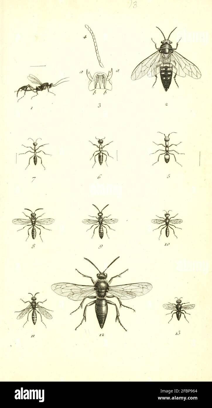 Scientific drawing insect hi-res stock photography and images - Alamy