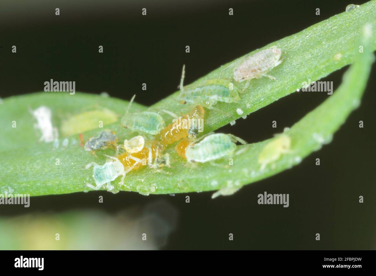 Collony of Willow carrot aphid (Cavariella aegopodii ) on young dill ...