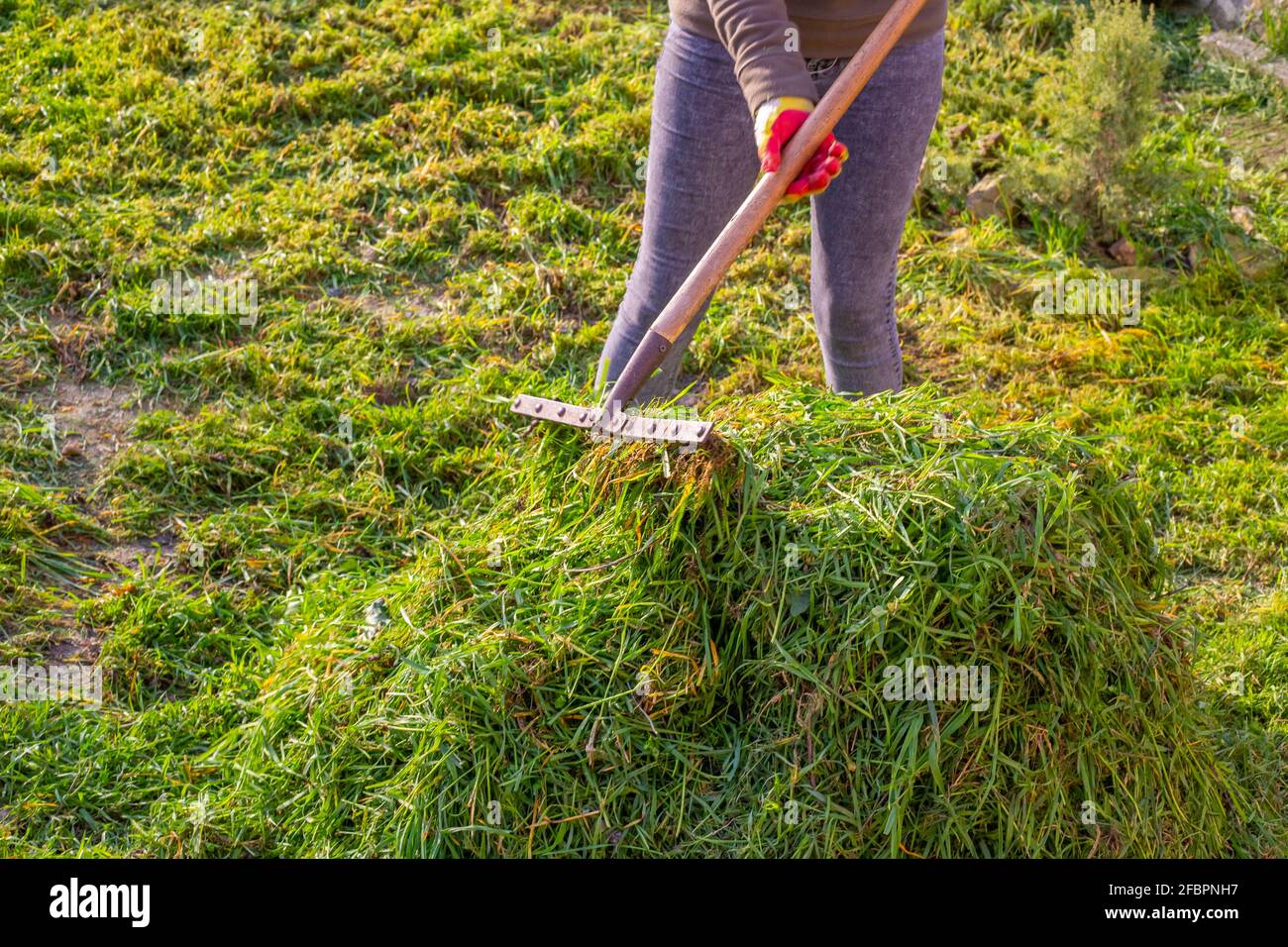 Cleaning mowed green grass from the lawn. The woman rakes the grass ...