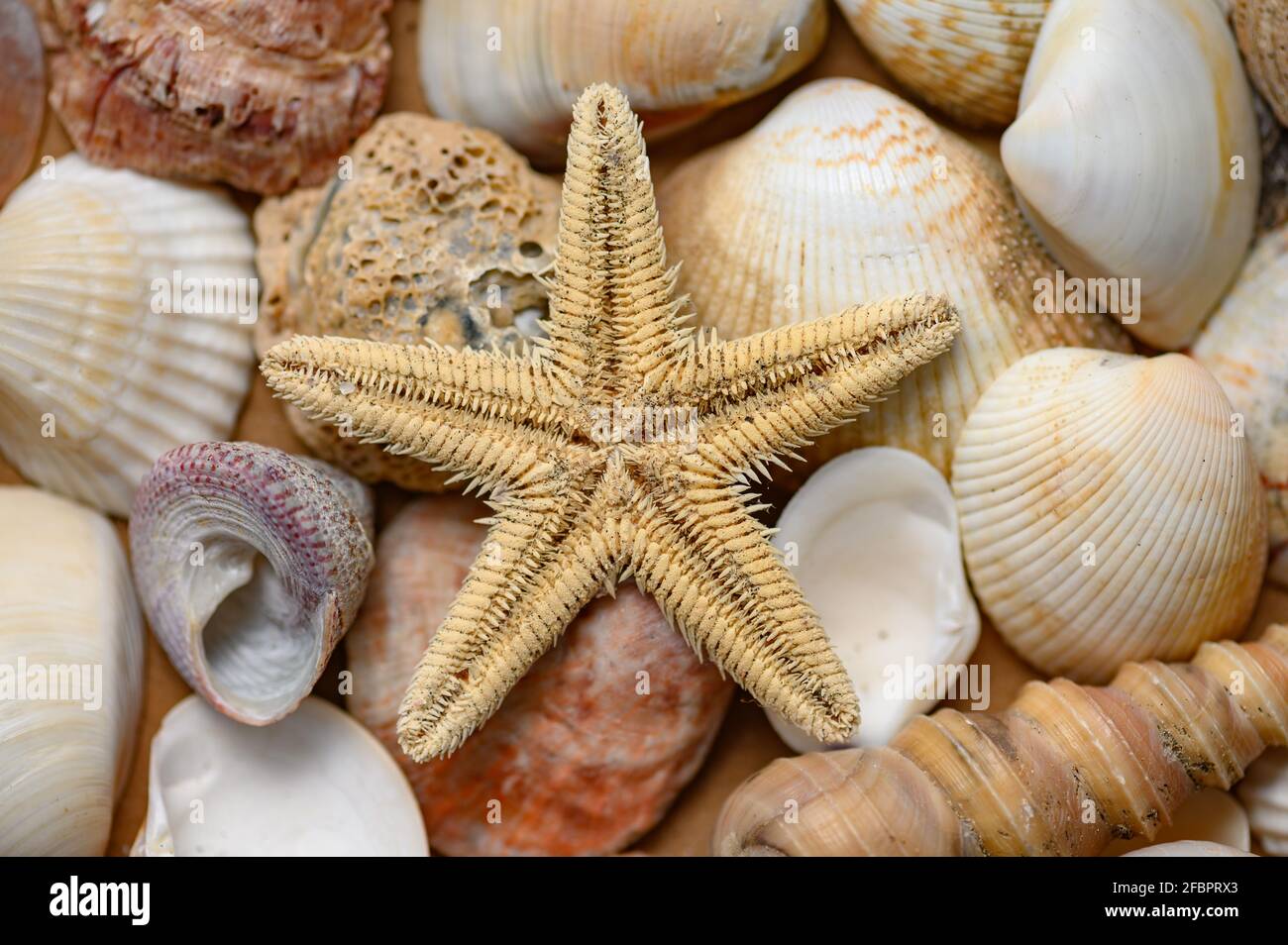 Seashells of various shapes and types. Background Stock Photo - Alamy