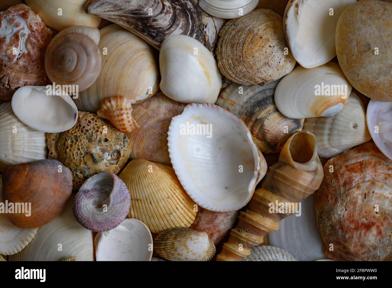 Seashells of various shapes and types. Background Stock Photo - Alamy
