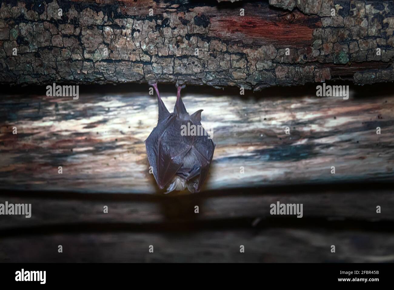 Greater horseshoe bat (Rhinolophus ferrumequinum) under the roof of an ...