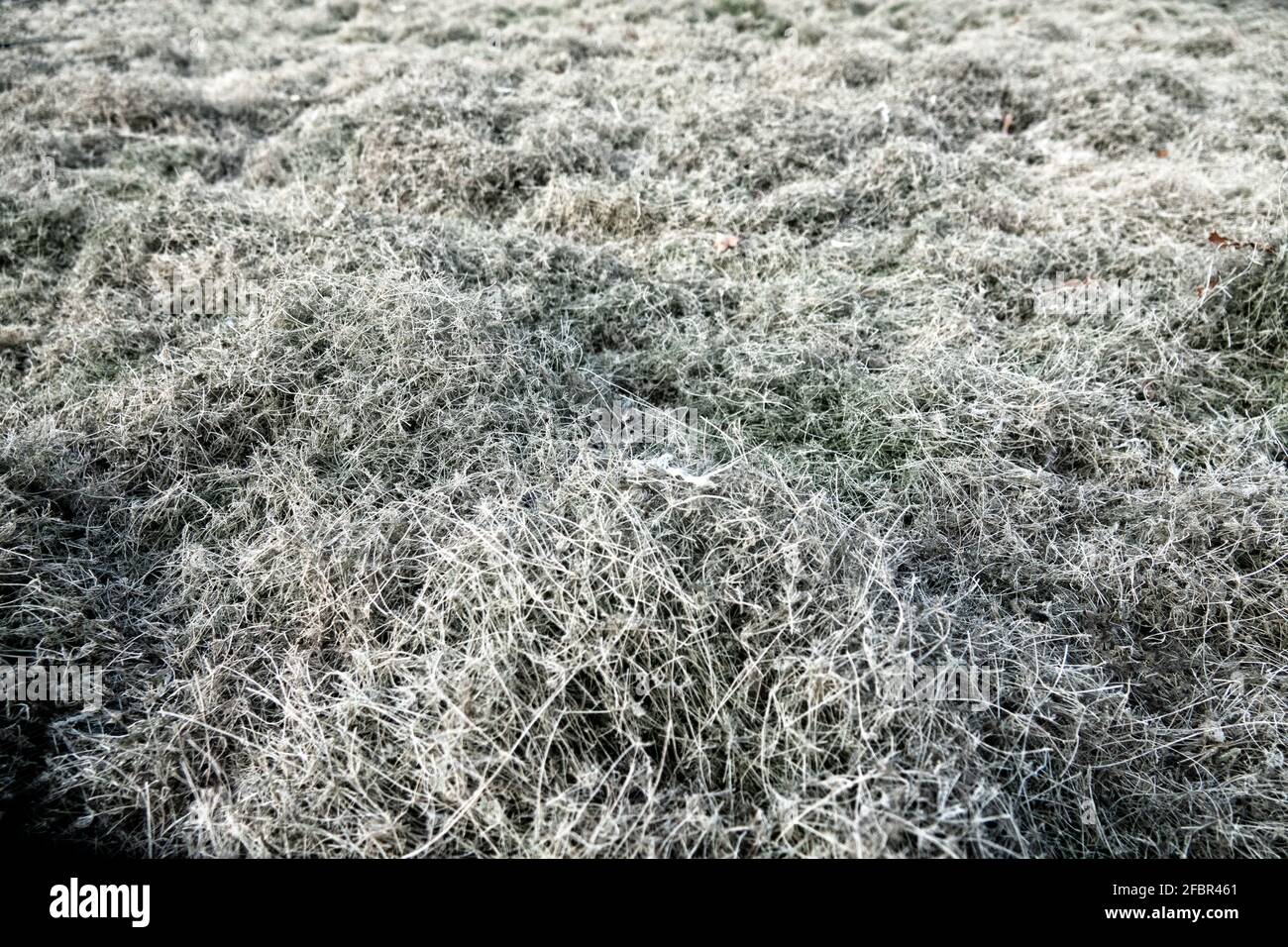 Dead grass. Winter and drought, withering of nature Stock Photo - Alamy