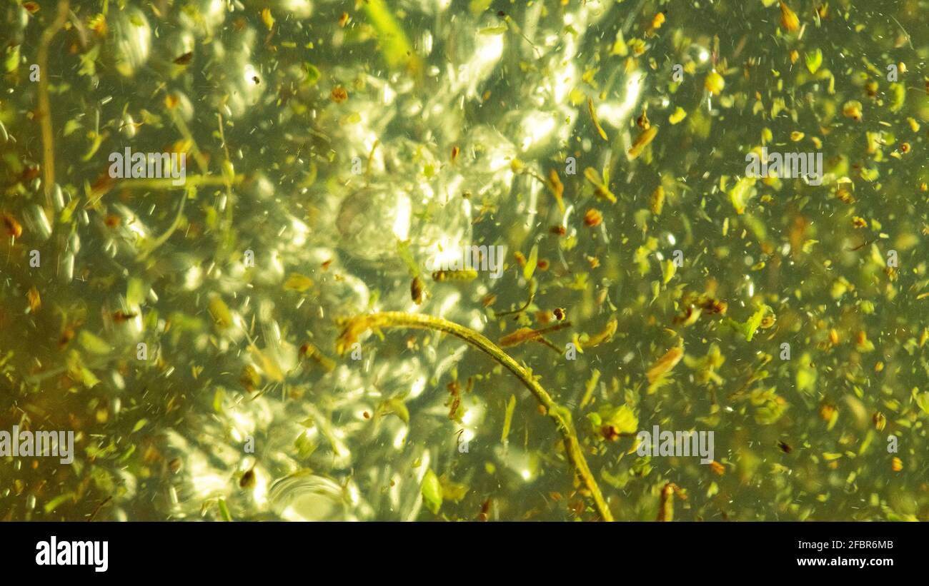 Biological macro background in water particles with large zoom. Ultra ...