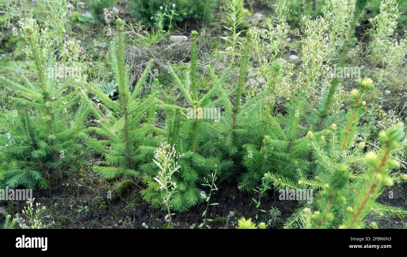 Forest nursery for growing spruce seedlings. Eastern Europe forestry ...
