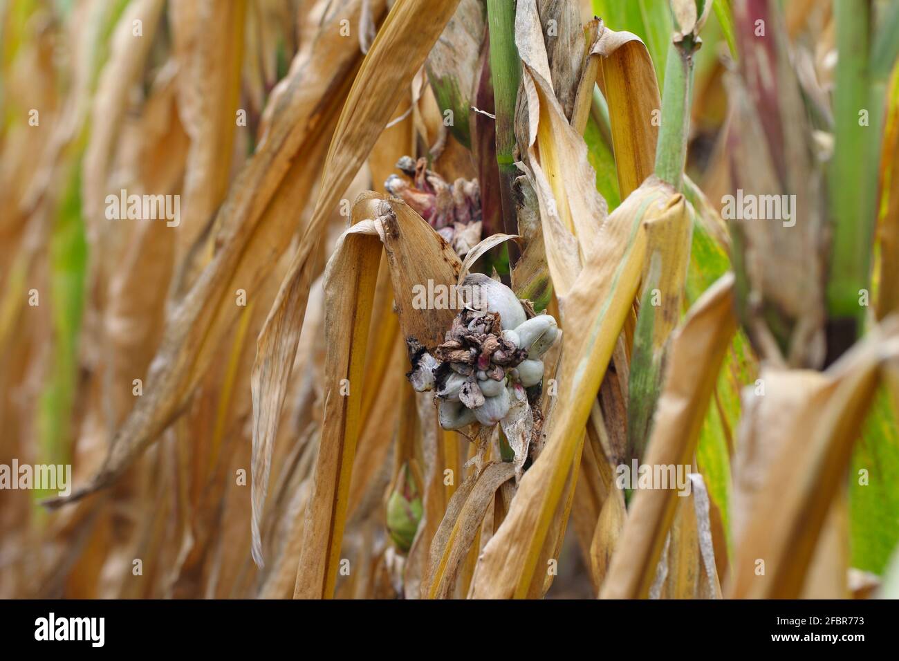Corn smut (Ustilago zeae). Ustilago maydis disease on corn cob Stock ...