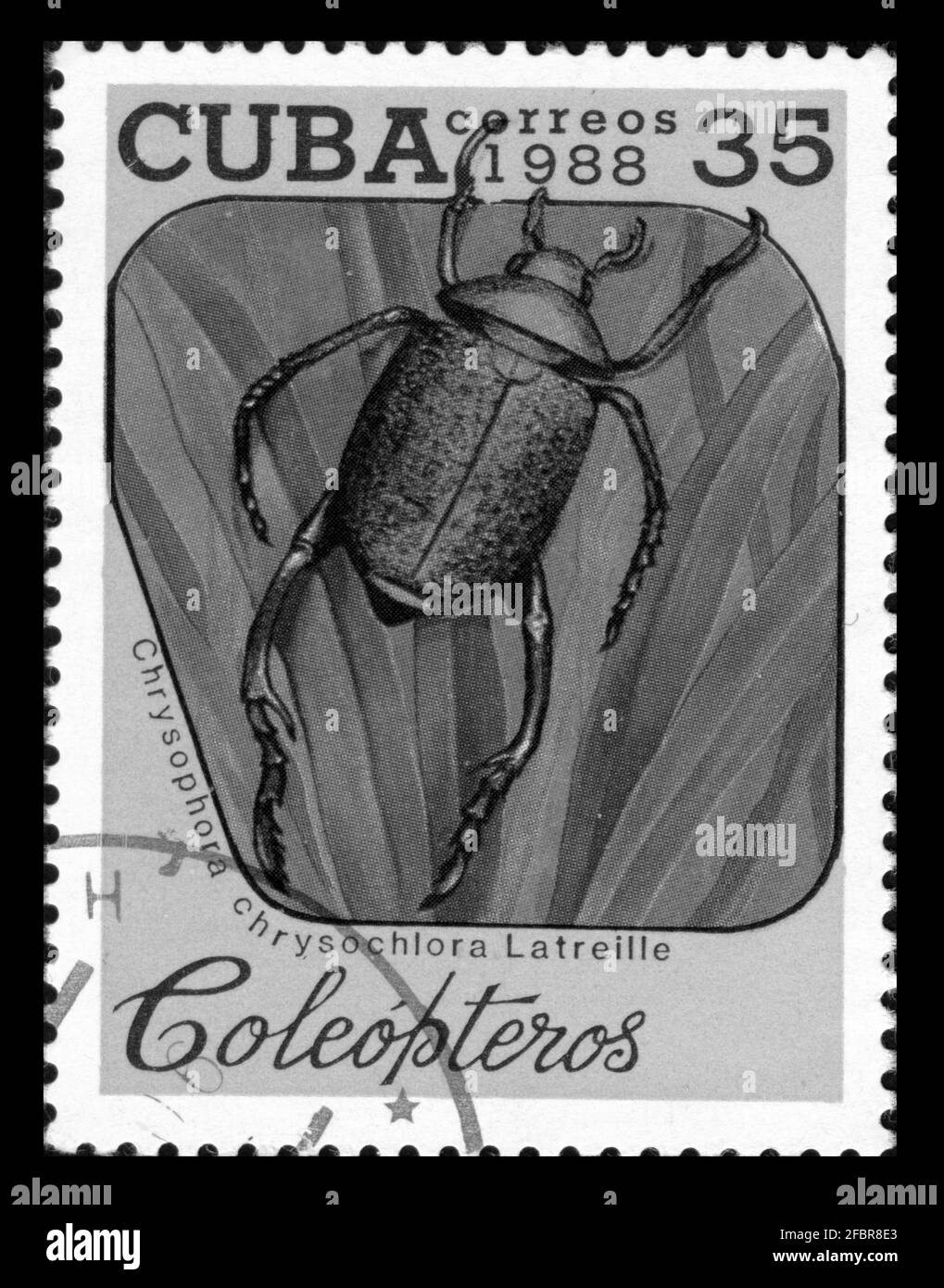 Cuba beetles hi-res stock photography and images - Alamy