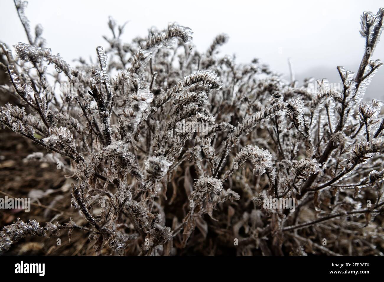 After the freezing rain (glazed rain Stock Photo - Alamy
