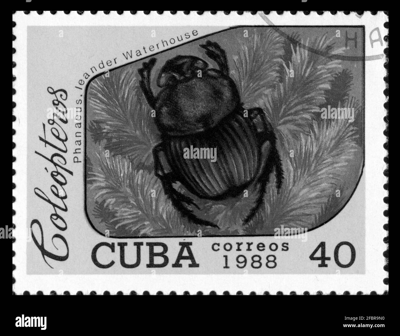 Vintage insects Black and White Stock Photos & Images - Alamy