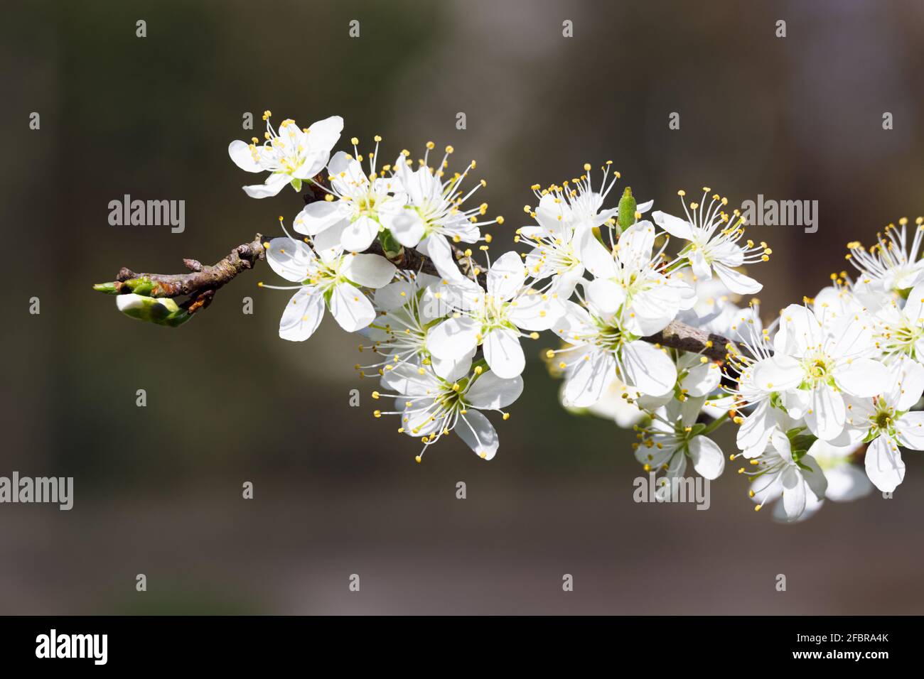 Damson prunus insititia blossom hi-res stock photography and images - Alamy
