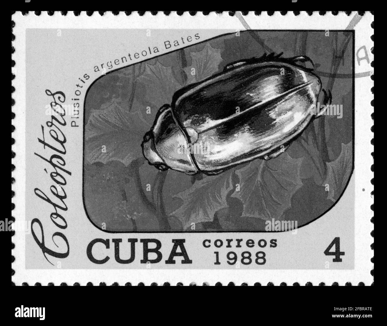 Insects beetles Black and White Stock Photos & Images - Alamy